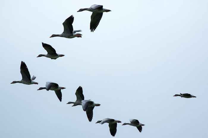 Angsa Teritip yang Suka Bermigrasi - Bobo