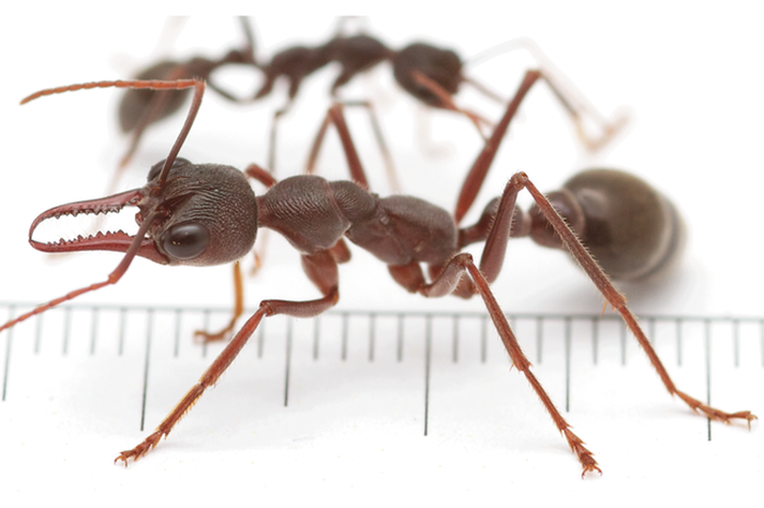 Bulldog Ant, Semut Ganas yang Beracun dan Paling Berbahaya di Dunia - Bobo