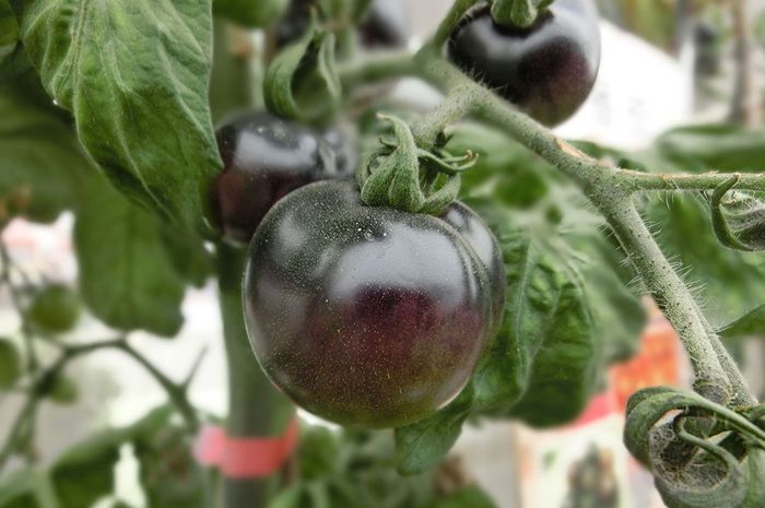 Selain Warna Merah, Ternyata Tomat Juga Ada yang Hitam - Bobo