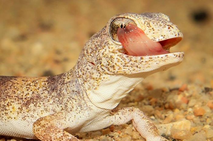 Mengenal Tokek, yuk! Reptil Unik Ini Suka Menjilat Matanya - Bobo