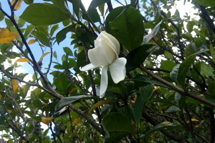 Indahnya Bunga Jempiring, Maskot Kota Denpasar - Bobo