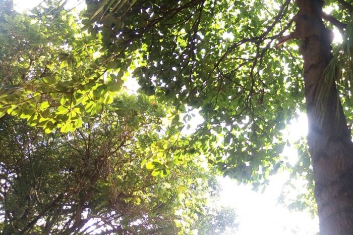 Mengapa Batang Pohon Semakin Lama Semakin Membesar? - Bobo Mengapa Batang Pohon Semakin Lama Semakin Membesar? - Bobo