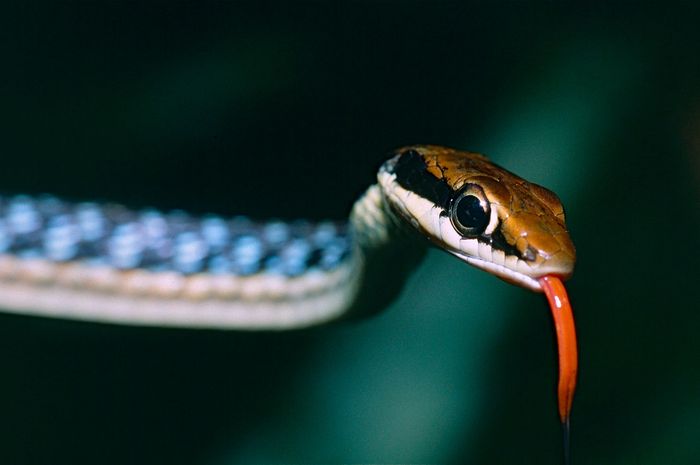Wah, Ular Berbisa Seperti King Cobra Takut dengan Ular ini, Ular Apa ya ... Wah, Ular Berbisa Seperti King Cobra Takut dengan Ular ini, Ular Apa ya ...