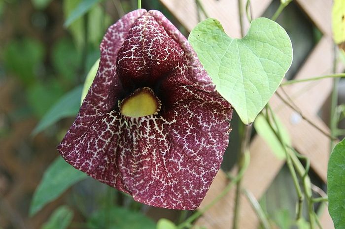 Bunga Ini Baunya Seperti Bangkai Tikus Tapi Sangat Bermanfaat, Bunga ...