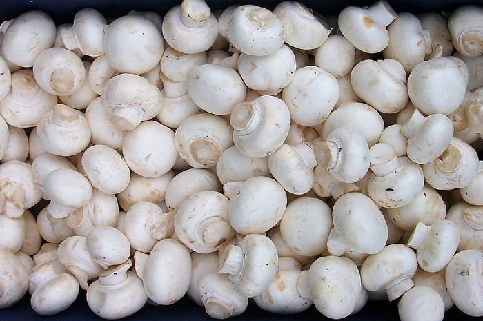 5 Jenis Jamur Ini Enak dan Baik untuk Kesehatan, Salah Satunya Jamur ...