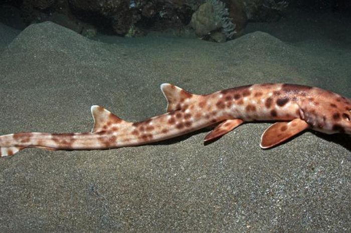 Kenali 5 Spesies Hiu Berjalan yang Hanya Ada di Indonesia - Bobo