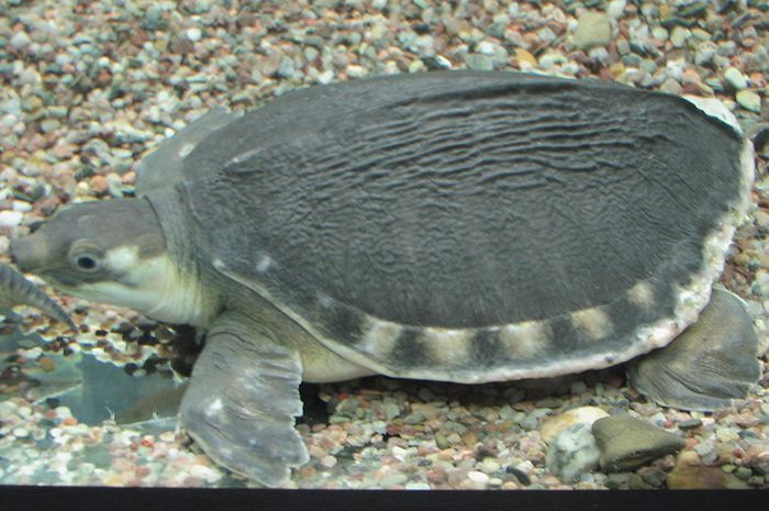 Oh Tidak, Kura-Kura Moncong Babi Terancam Kelestariannya! - Bobo