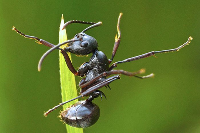 Cordyceps, Jamur Zombie - Bobo