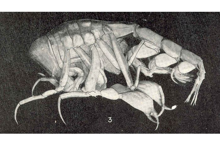 Phronima, Si Galak yang Sayang Anak - Bobo