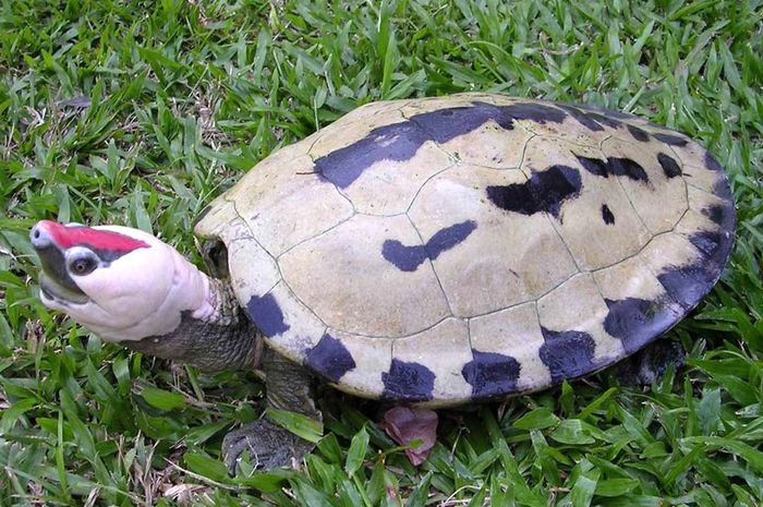 Tum-Tum, Si Tuntung Laut Merah Putih - Bobo