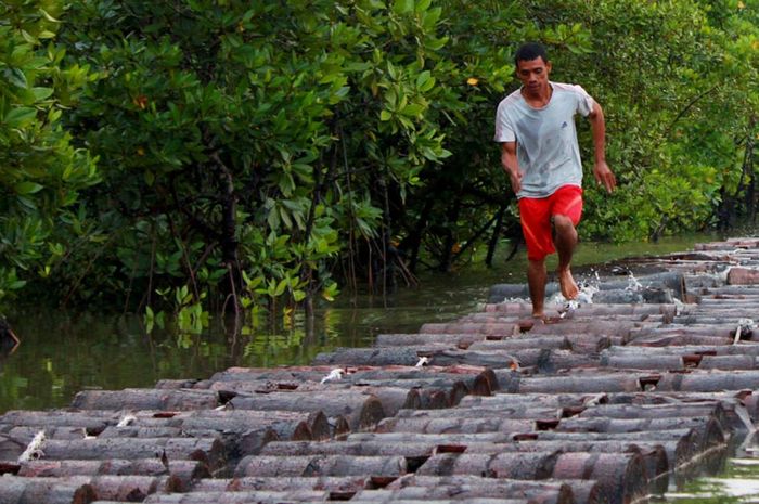 Tradisi Unik Kepulauan Meranti, Berlari di Atas Tual Sagu - Bobo