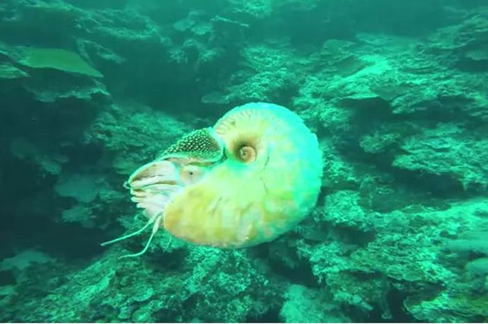 Nautilus, Moluska Pemulung Laut - Bobo