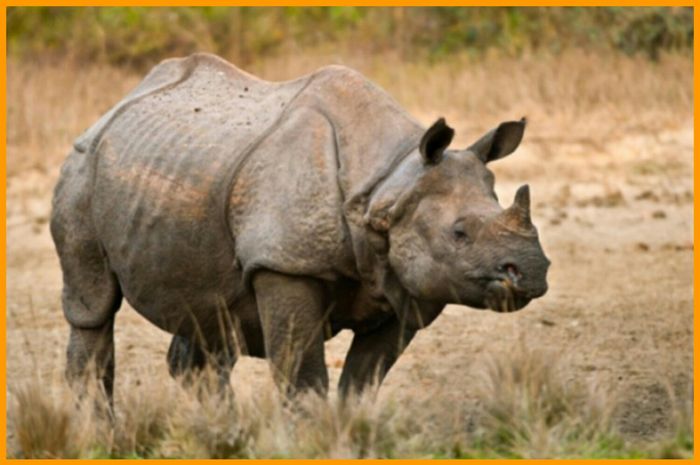 5 Fakta Unik Badak Jawa - Bobo