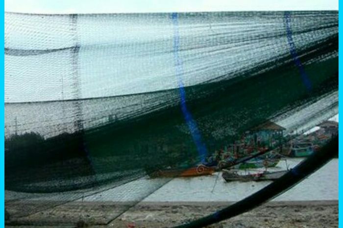 Mengapa Cantrang Dilarang? - Bobo