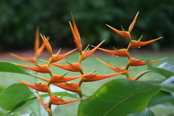 Heliconia, si Pelepah Pisang Cantik - Bobo