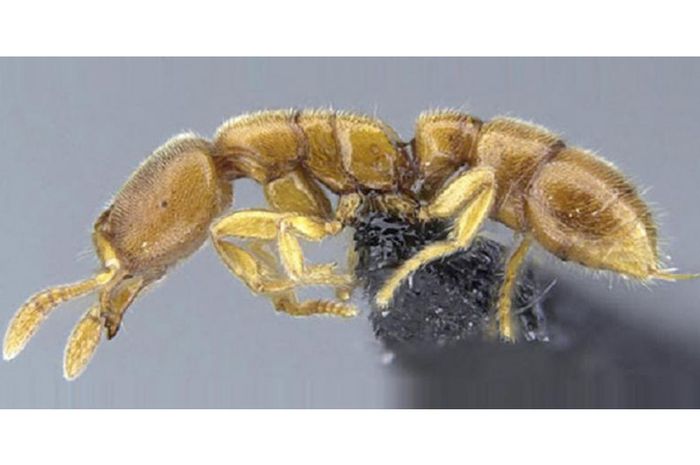 Awas, Ada Semut Drakula - Bobo