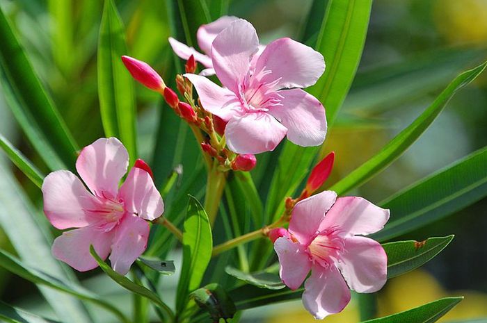 Bunga Mentega, Cantik Tapi Beracun - Bobo