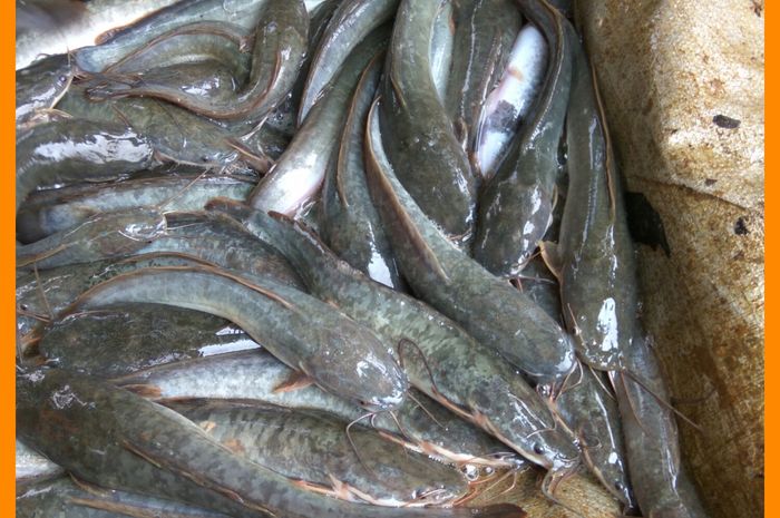 Lele Ikan Berkumis, Punya Banyak Nama dan Kaya Manfaat - Bobo