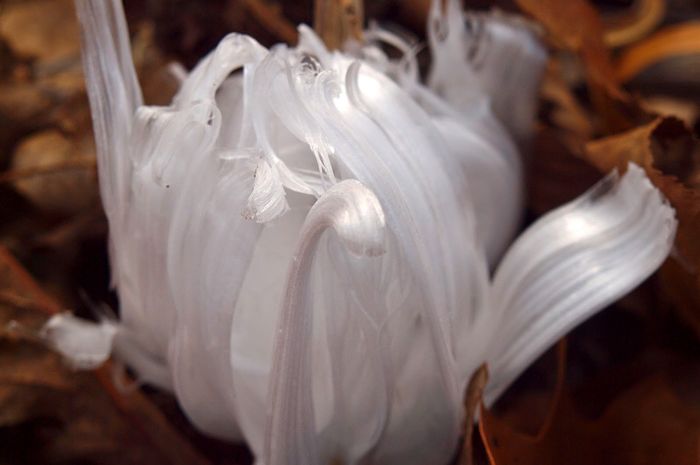 Bunga Es Halus, Seperti Permen Kapas - Bobo