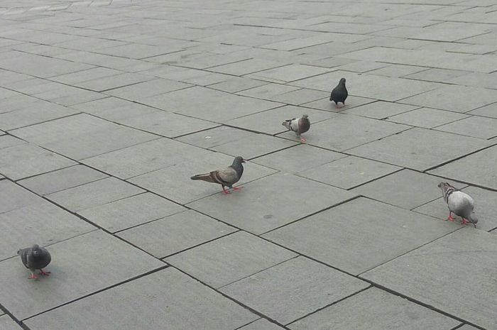 5 Fakta Unik Burung Merpati - Bobo