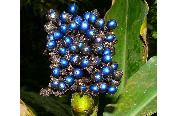 Pollia condesata, Buah Paling Berkilau di Dunia - Bobo