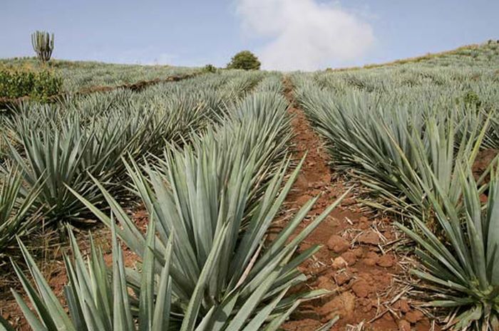 Mengenal Agave, Tumbuhan yang Tahan Hidup di Lahan Kering - Bobo