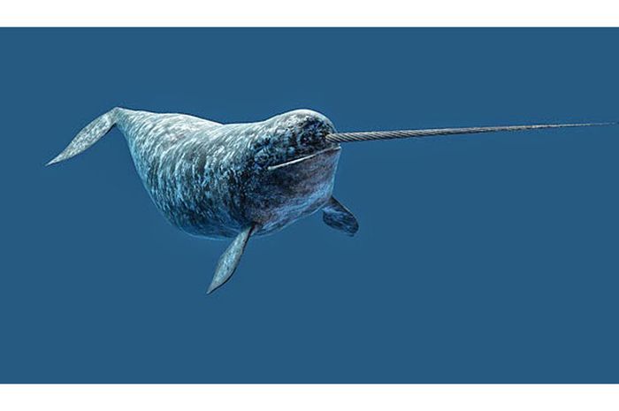 Apa Fungsi ‘Tanduk’ Paus Narwhal? - Bobo