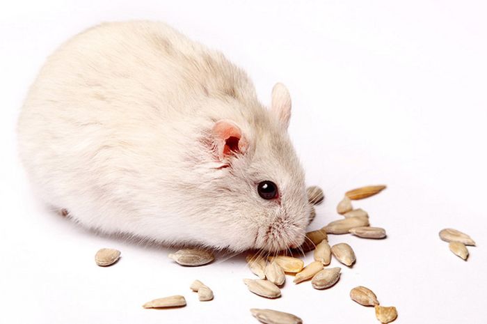 Rodent si Hewan Pengerat - Bobo