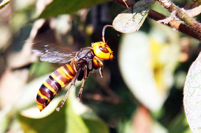 Tabuhan Raksasa, Musuh Besar Lebah Madu - Bobo