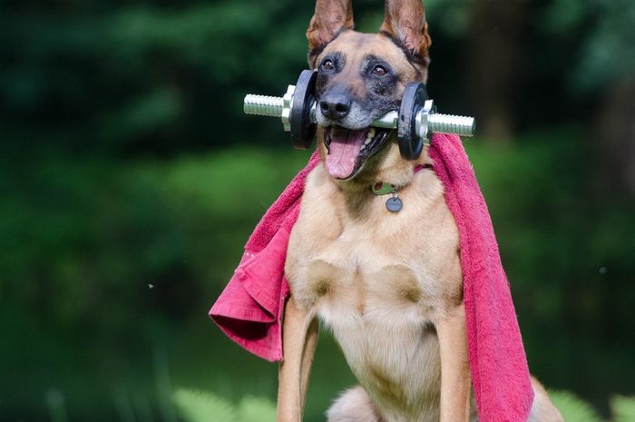 10 Foto Menggemaskan Anjing yang Membawa Sesuatu di Mulut Mereka. Lucu ...