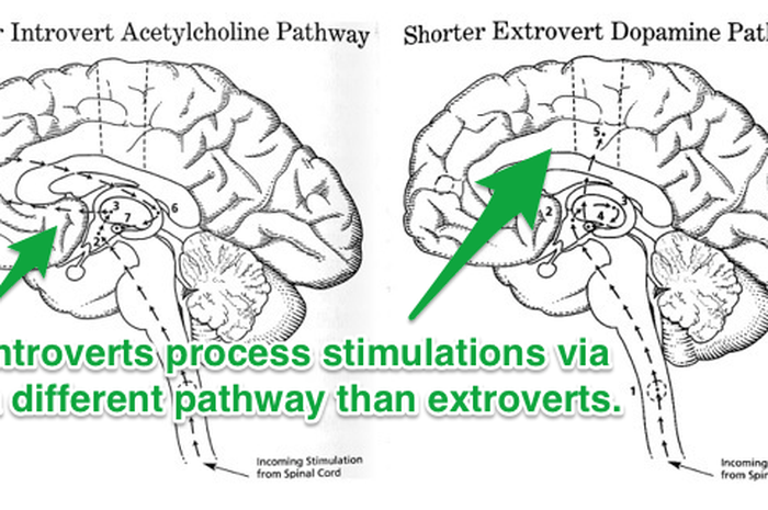Perbedaan Proses Otak pada Orang Introvert dan Extrovert - CewekBanget