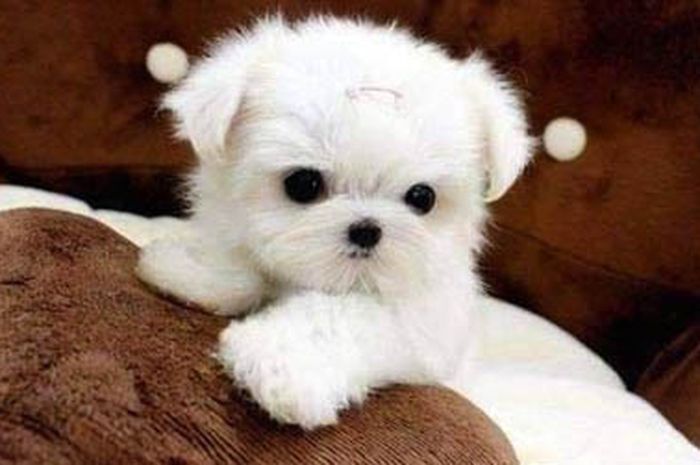 The Cutest Puppies Alive - CewekBanget