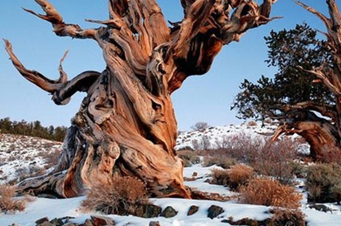 Pohon-Pohon Tertua di Dunia - CewekBanget