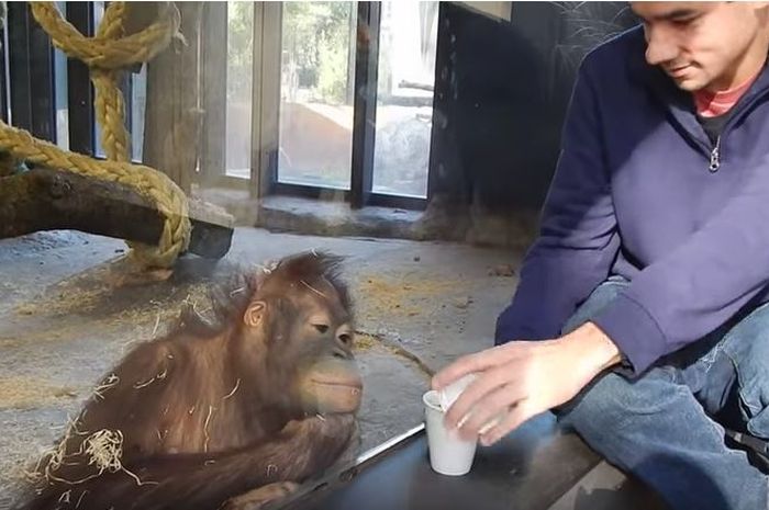 Hewan Mirip Manusia! Seekor Orangutan Tertawa Sampai uling-guling di ...
