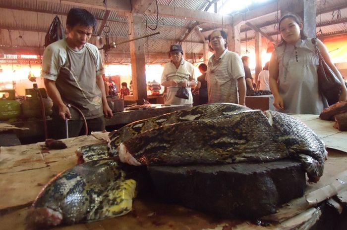 Kini di Sulawesi Ular Piton dan Manusia Saling Santap, Akbar Korban ...