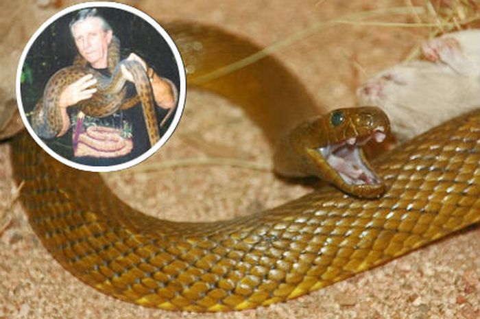 Misterius, Pria Ini Digigit Ular Paling Berbisa Sebanyak 146 Kali Tapi ... Misterius, Pria Ini Digigit Ular Paling Berbisa Sebanyak 146 Kali Tapi ...