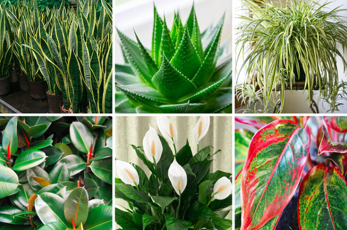 Bikin Udara Lebih Sehat dan Segar, Inilah Beberapa Tanaman yang Harus ...