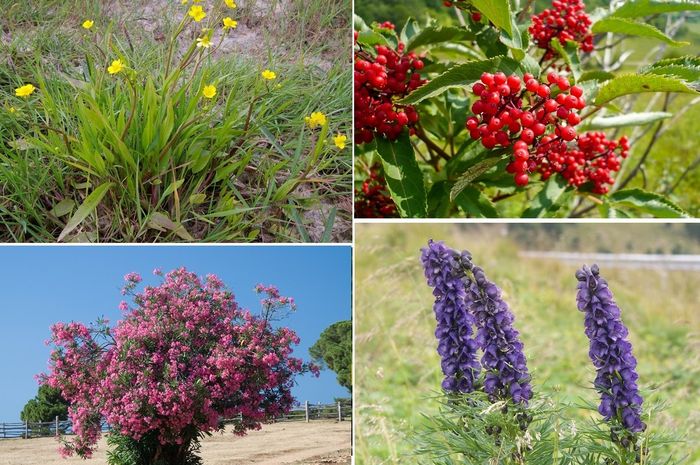 Indah Tapi Mematikan, Inilah 5 Tanaman Paling Beracun di Dunia, Waspada