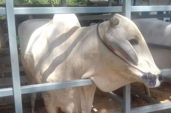 Saat Manusia Mirip Hewan Sudah Biasa, Bayi Sapi Ini Justru Mirip Band ...