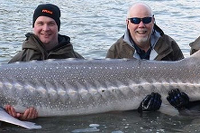 Ladies Harus Tahu, Ternyata Kaviar Berasal dari Ikan yang Mampu Hidup ...