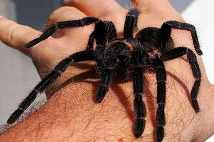 Serem! Pria Ini Biarkan Laba-Laba Raksasa Merayap di Sekujur Tubuh ...