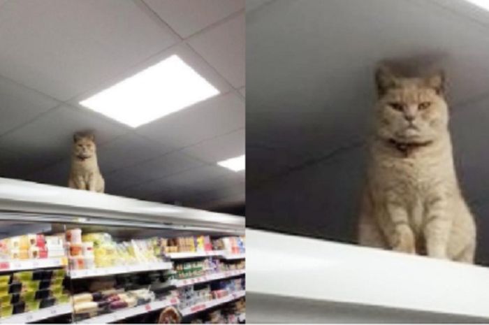 Lihat Muka Tengil Kucing Ini Gerangan Apa Yang Ia Lakukan