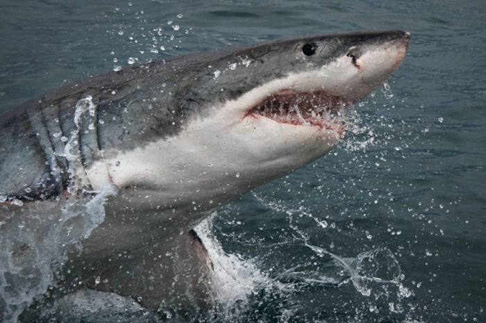 Duh...Potret Hiu Putih Raksasa Ini Bikin Ngeri! Bisa Bayangkan Seperti ...