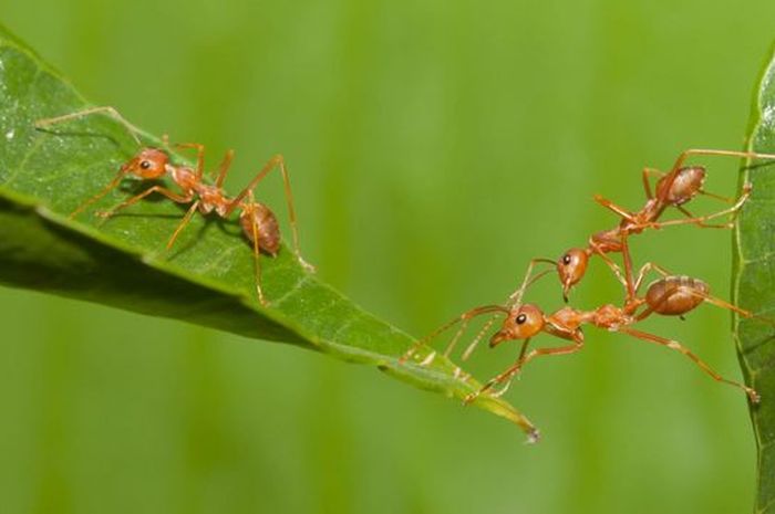 Wow, Lihat Cara Gerombolan Semut Ini Seberangi Banjir, Keren Banget!