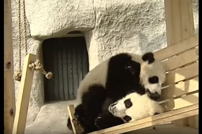 Lucu dan Menggemaskan, Gadis Kecil Ini Bermain Kejar-Kejaran Dengan ...