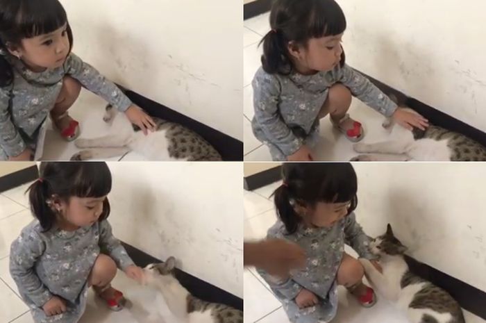 Bikin Gading Marten Gemash! Digigit Kucing, Ini Yang Dilakukan Gempi