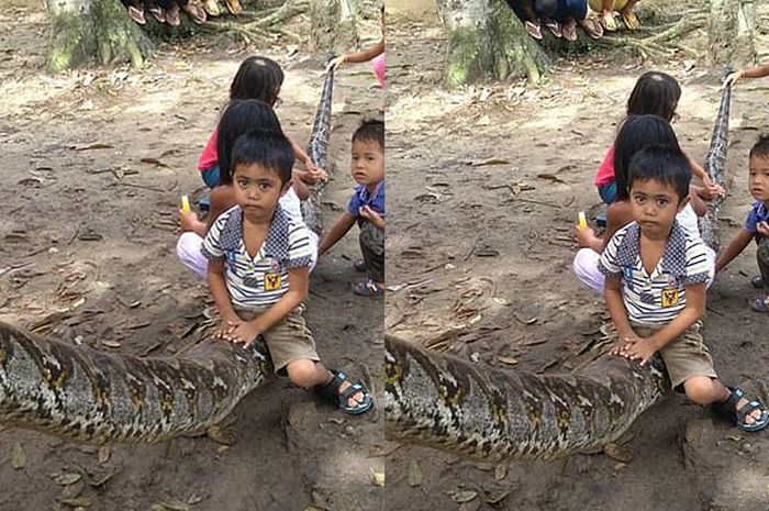 Heboh Warga Temukan Ular Piton Raksasa Lagi! Salah Satu Warga Mengalami ... Heboh Warga Temukan Ular Piton Raksasa Lagi! Salah Satu Warga Mengalami ...