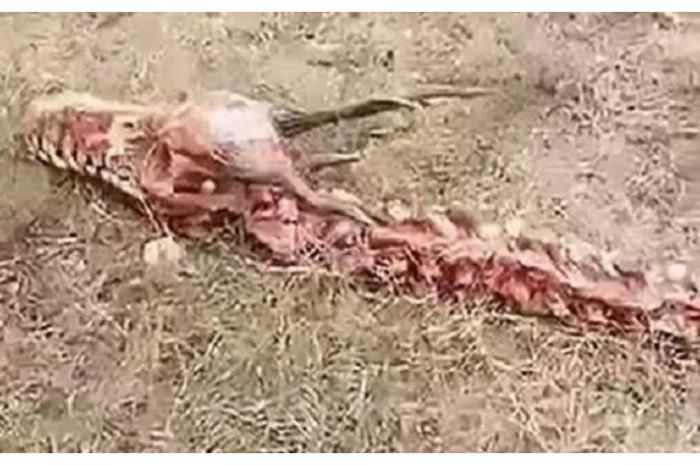 Heboh! Warga Temukan Kerangka yang Diduga Bangkai Naga! Panjang Banget ... Heboh! Warga Temukan Kerangka yang Diduga Bangkai Naga! Panjang Banget ...