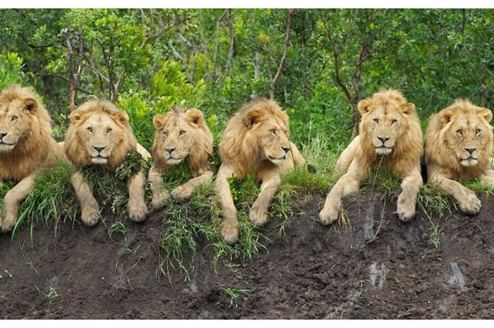 Kasihan Baru Berusia Satu Tahun, Ia Dikeroyok 14 Kawanan Singa