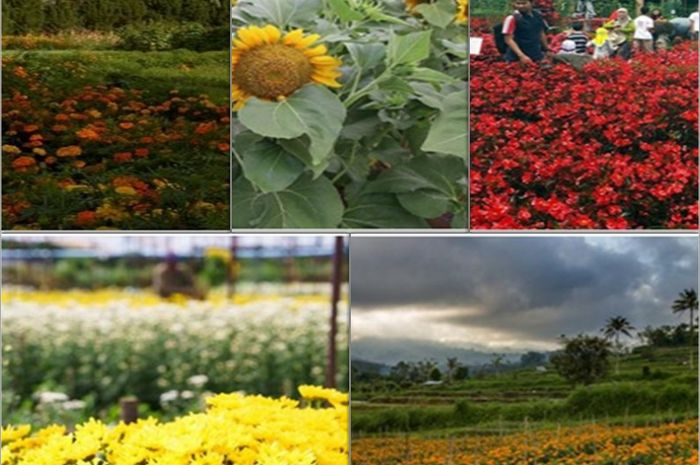 Keindahan Bunga Musim Semi Bisa Dinikmati di Indonesia, Nggak Harus ke ...